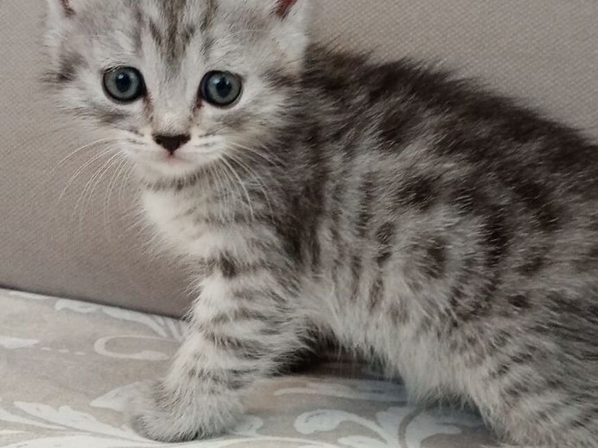 Шотландская кошка