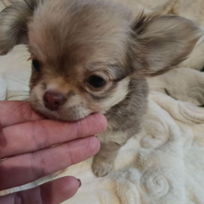 Очаровательные чихуашки