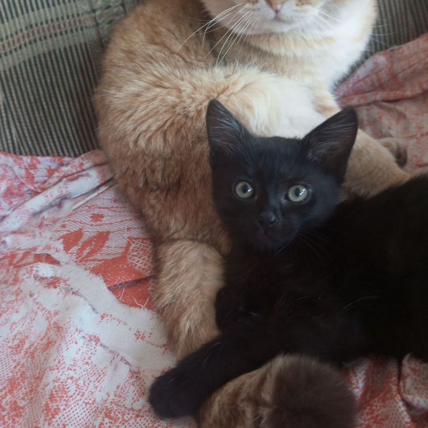 Домашние животные котята Коркино посёлок Роза