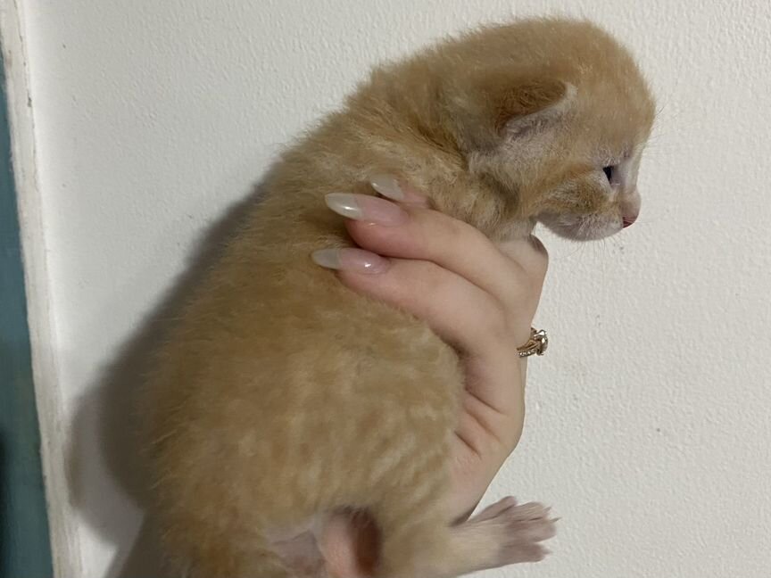 Отдаю котят