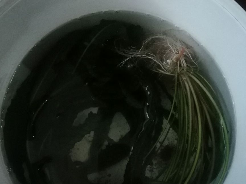 Криптокорина апоногетонолистная два больших куста