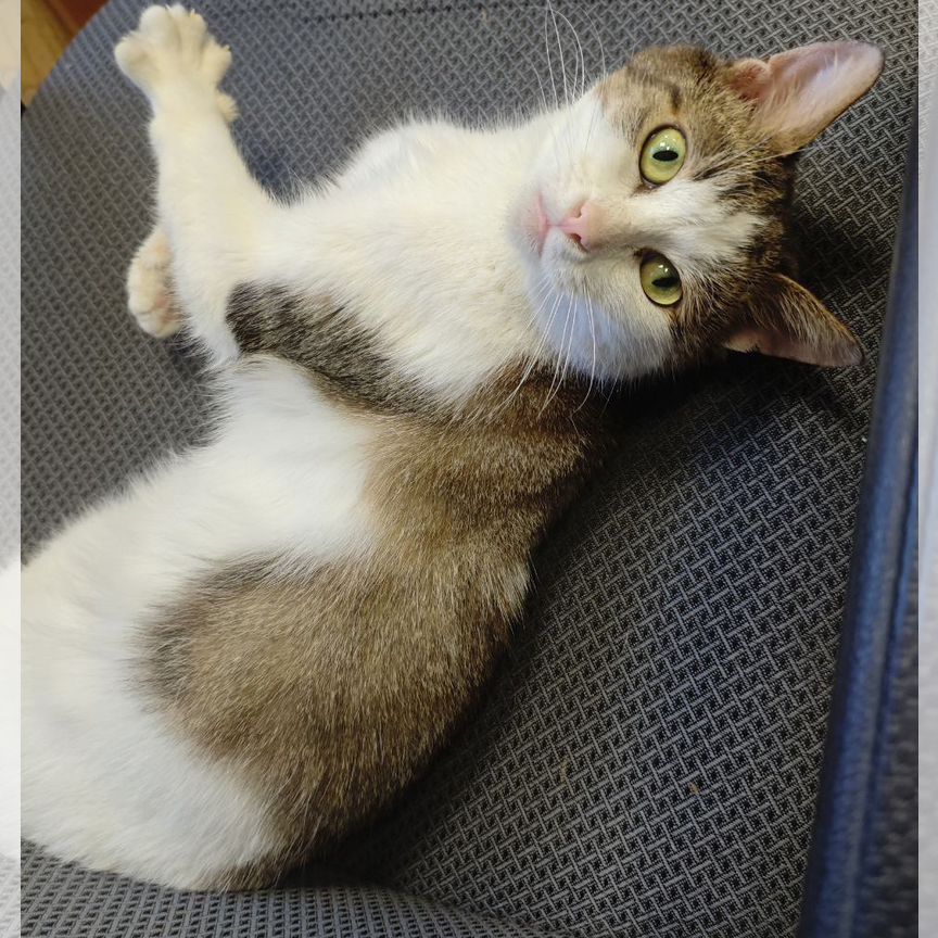 Взрослый кот в добрые руки