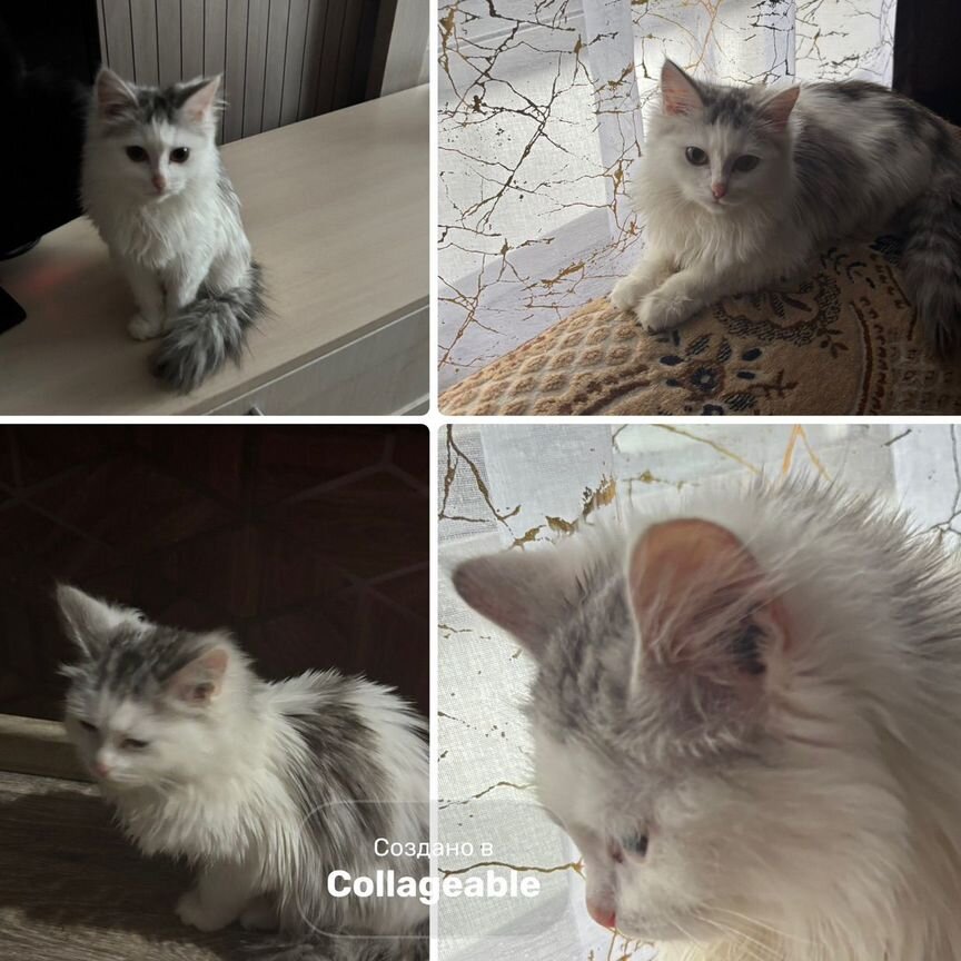 Котёнок в добрые руки