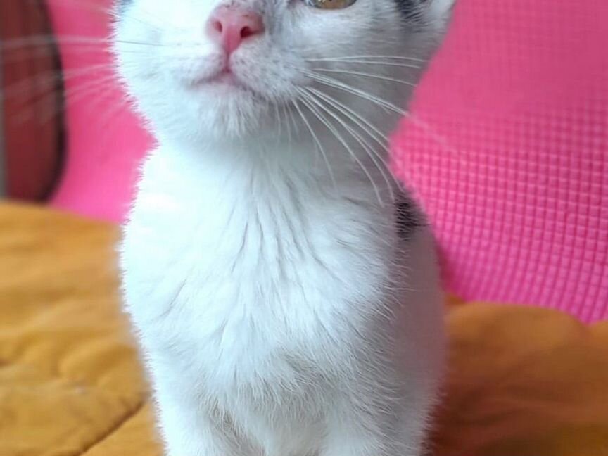 Котенок мальчик 2,5 ищет дом