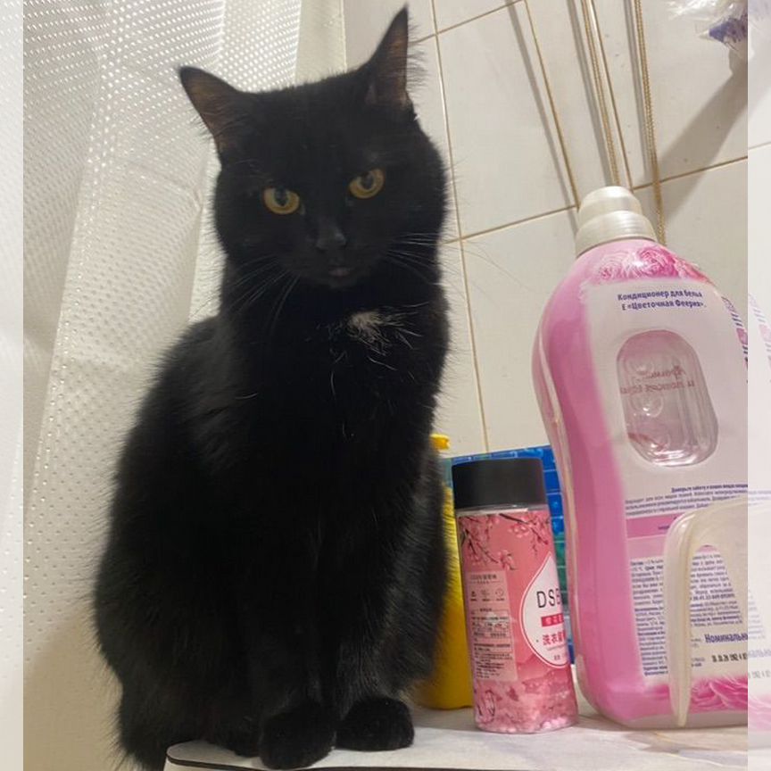 Взрослая, Девочка кошка в добрые руки