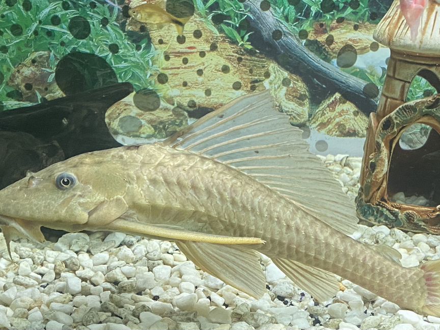 Сом анциструс