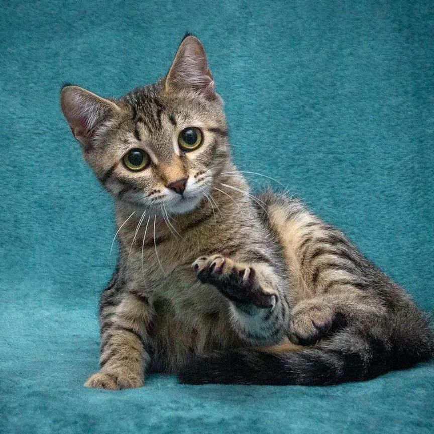 Котёнок Молли ищет дом