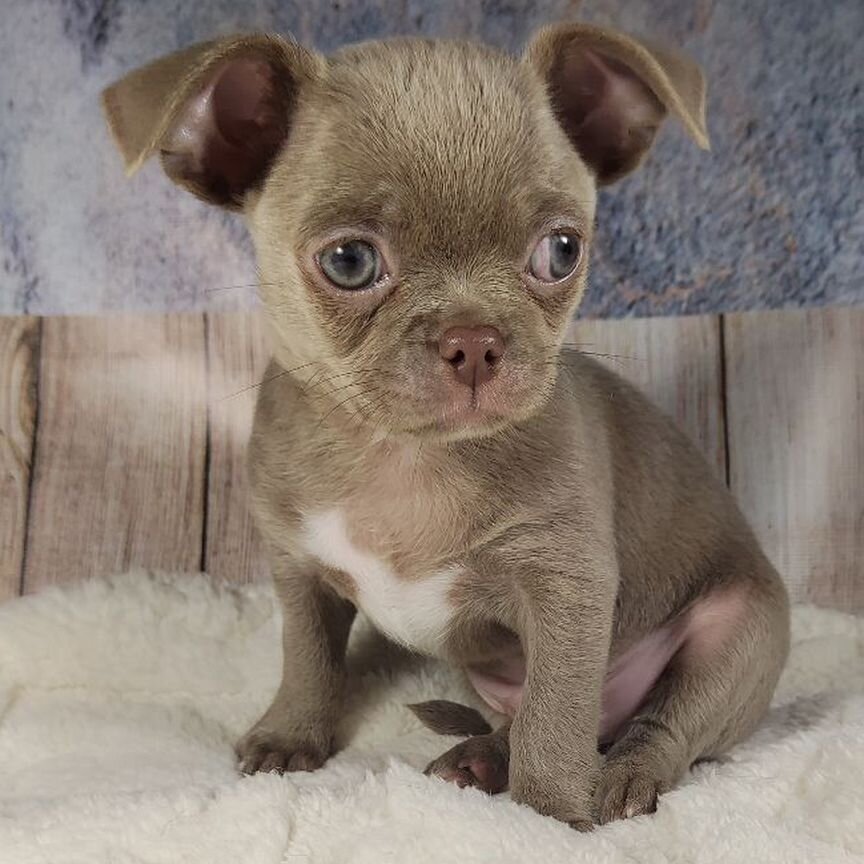 Чихуахуа, щенок