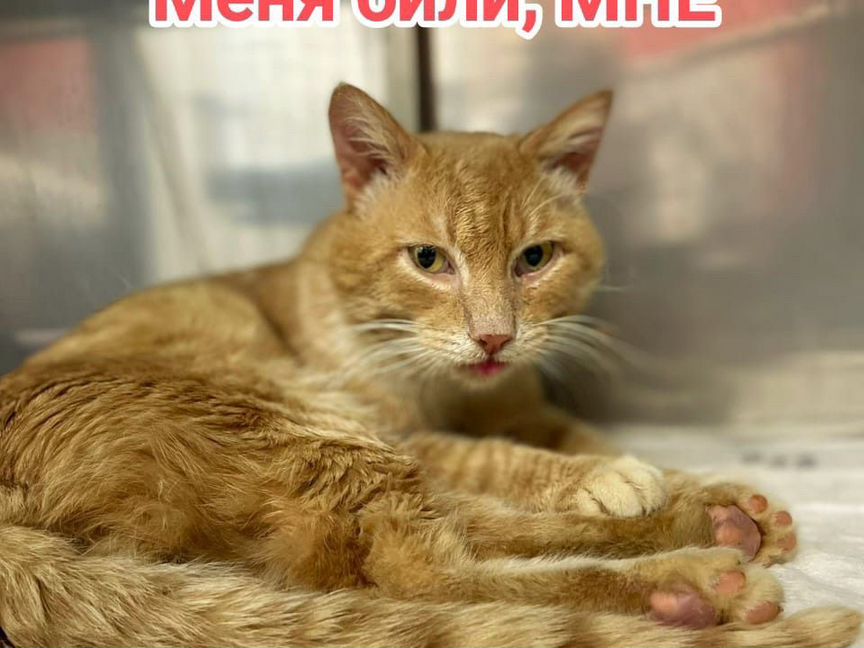 Бесплатно
