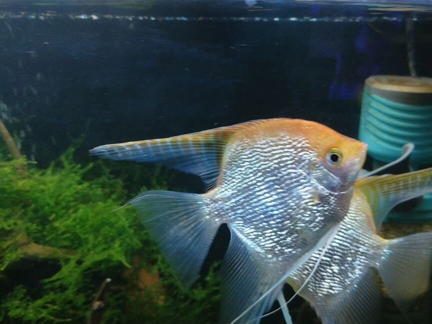 Скалярии. Два самца