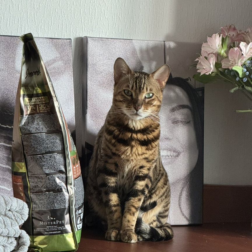 Отдам бесплатно Кошку бенгал
