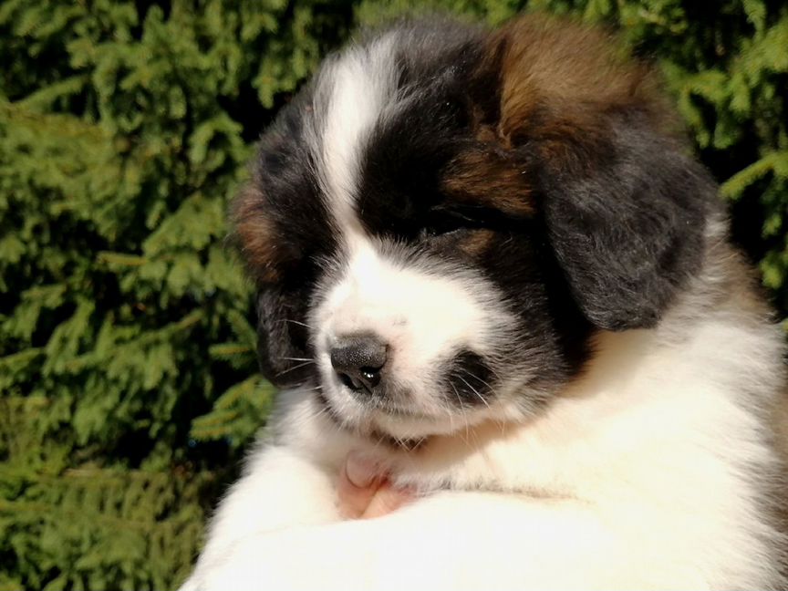 Московская сторожевая. Щенки