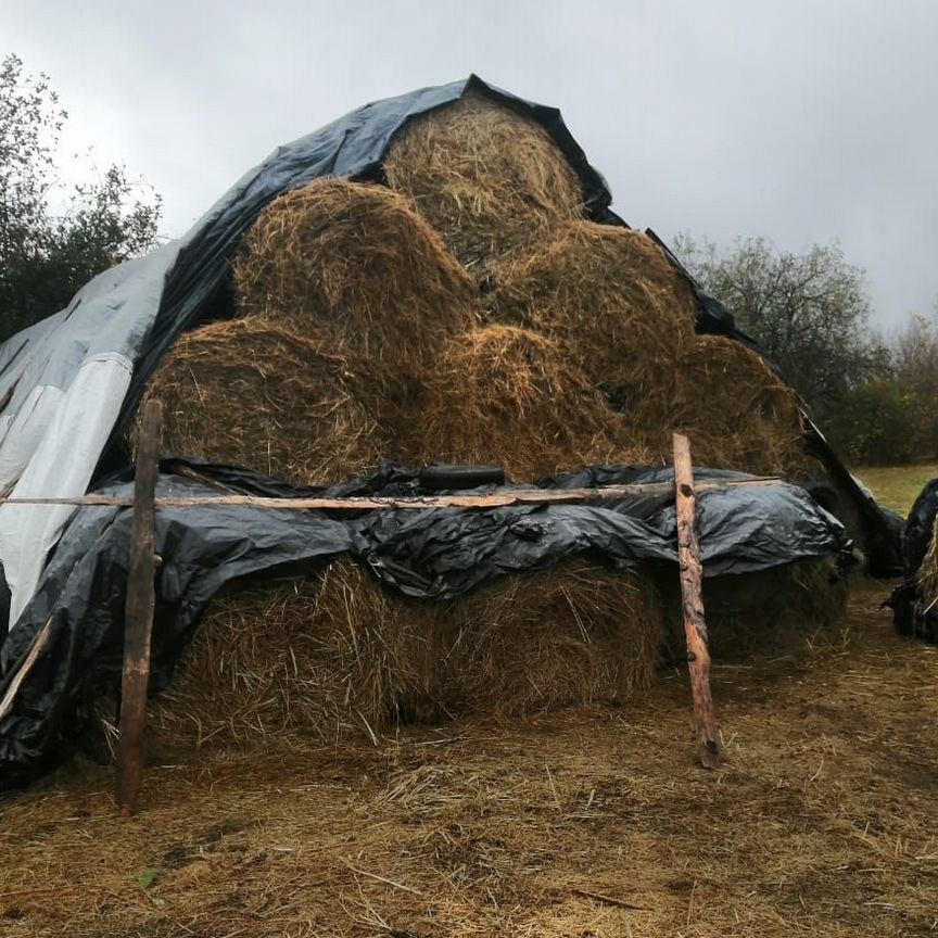 Продам сено луговое
