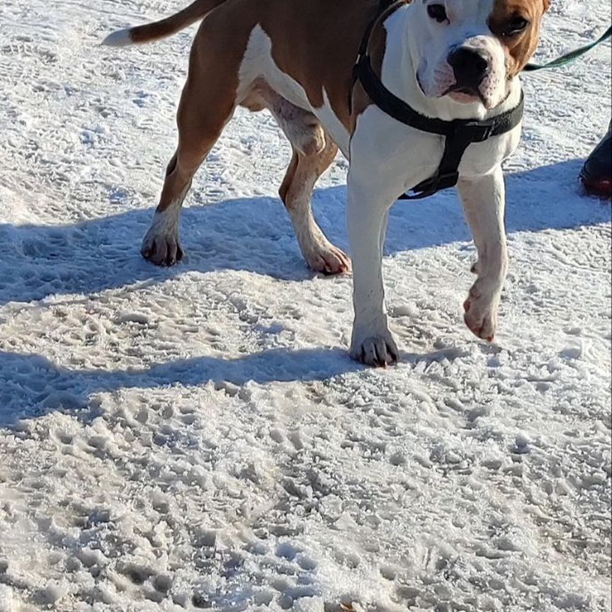 Ищем невесту