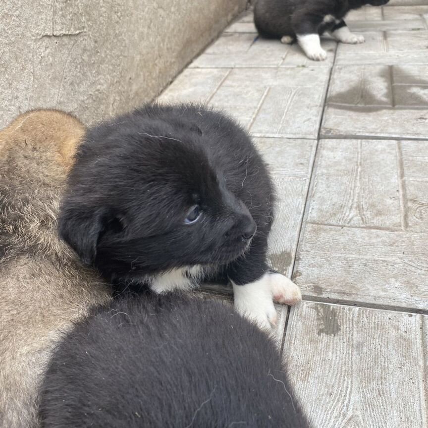 Отдам щенков в добрые руки