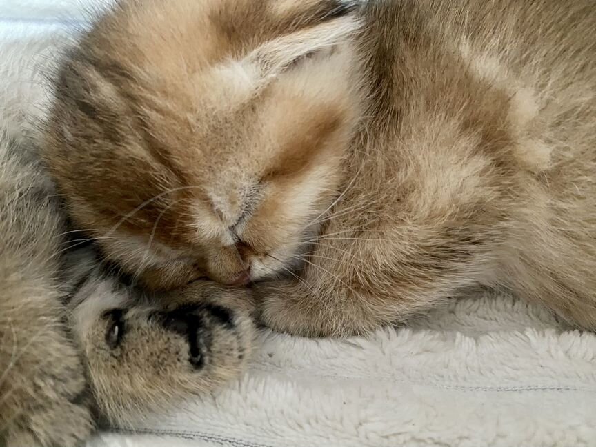 Шотландские вислоухие котята шиншилла