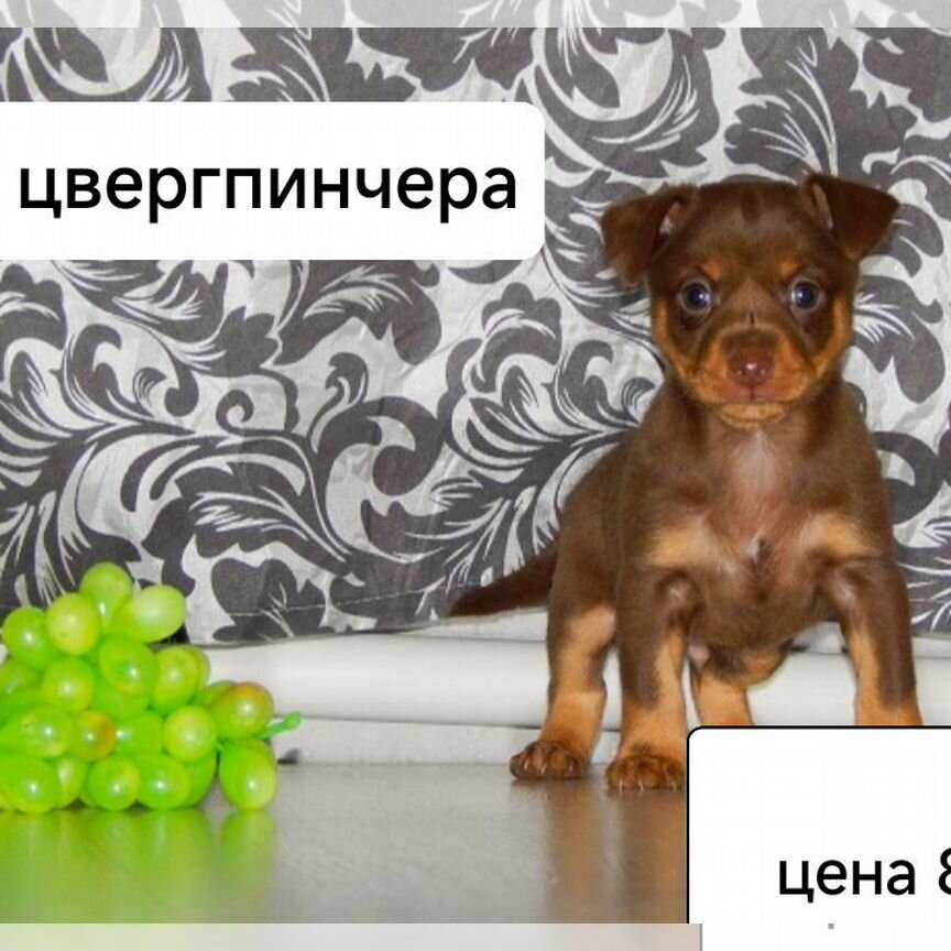 Щенок в добрые руки