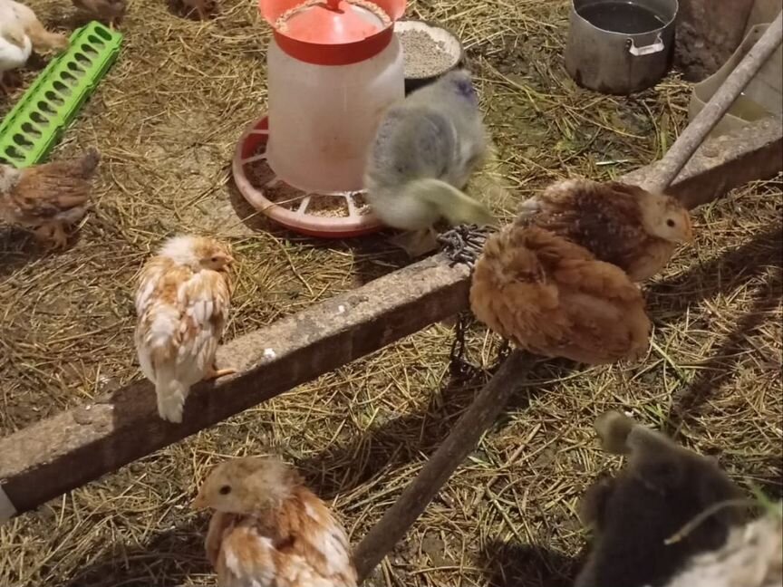 Цыплята домашние
