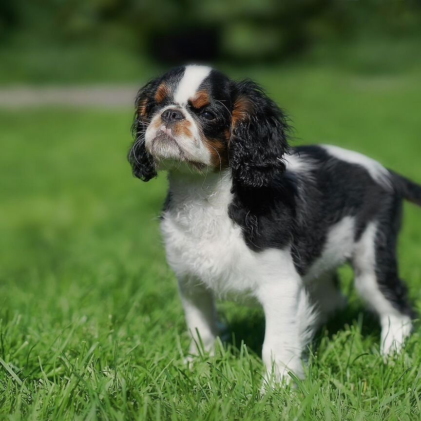 Щенок Кинг чарльз спаниеля