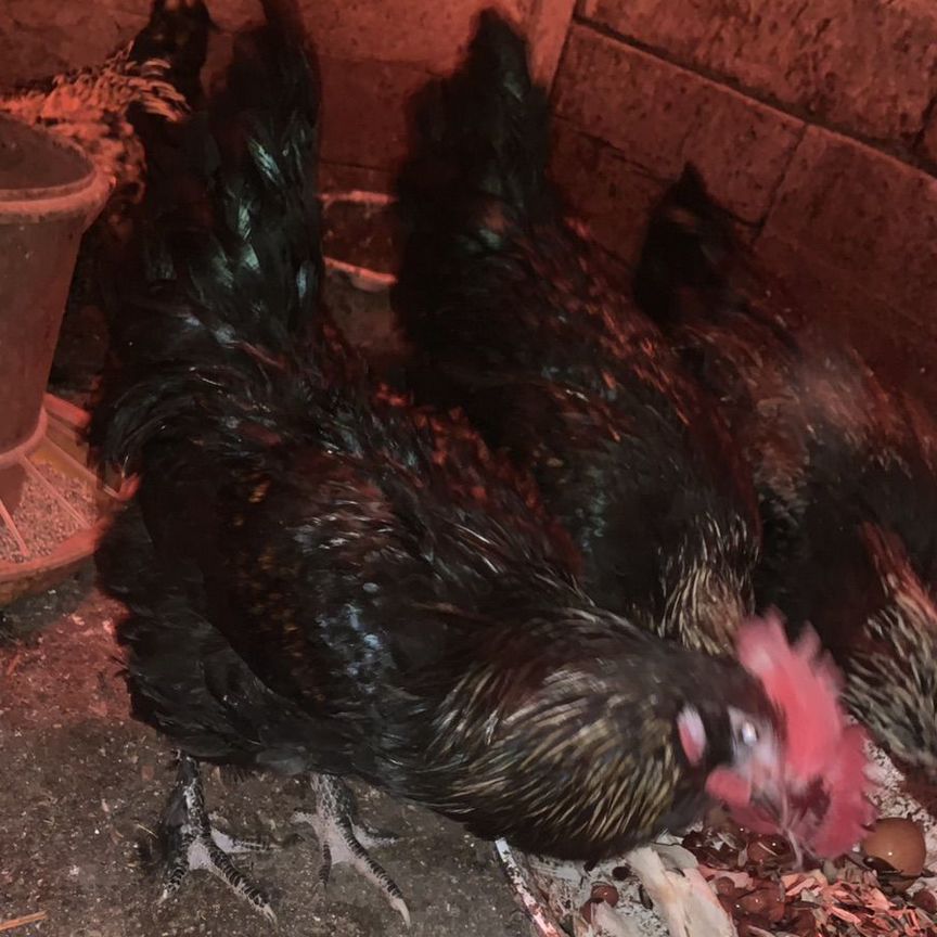 Петушки молодые