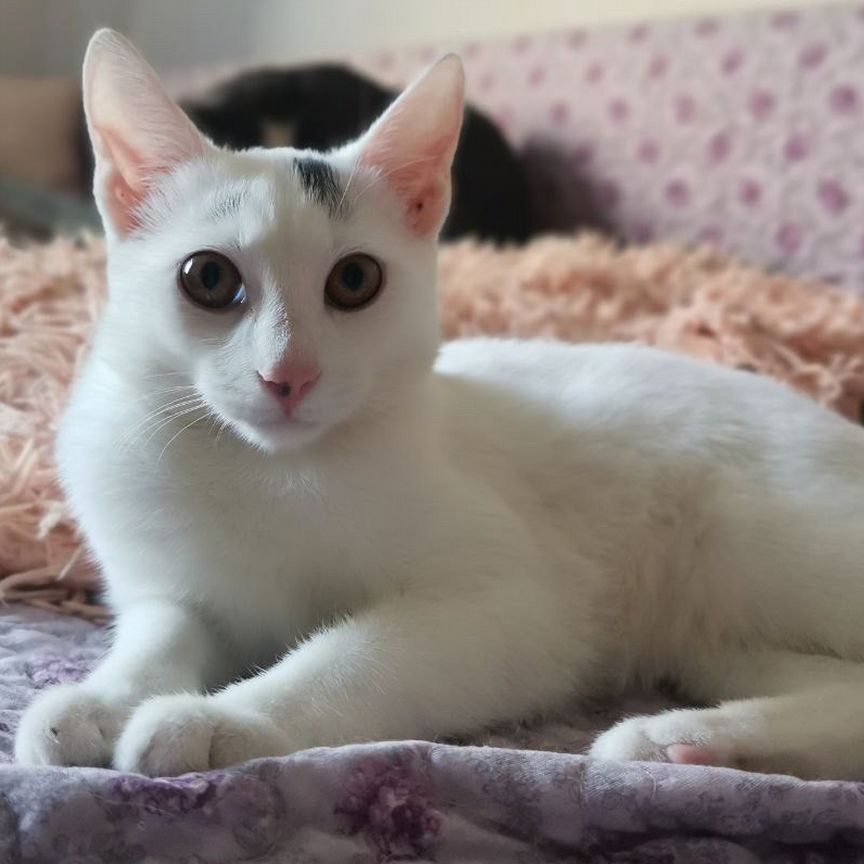 Ищу дом котенок в добрые руки
