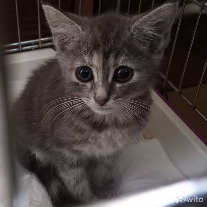 Глазастое чудо