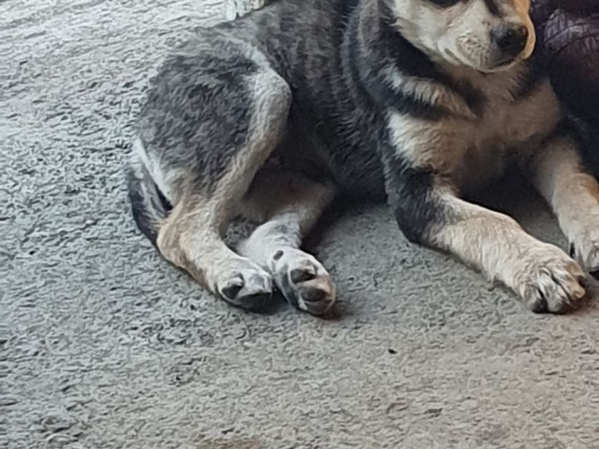 Собака в добрые руки отдам бесплатно