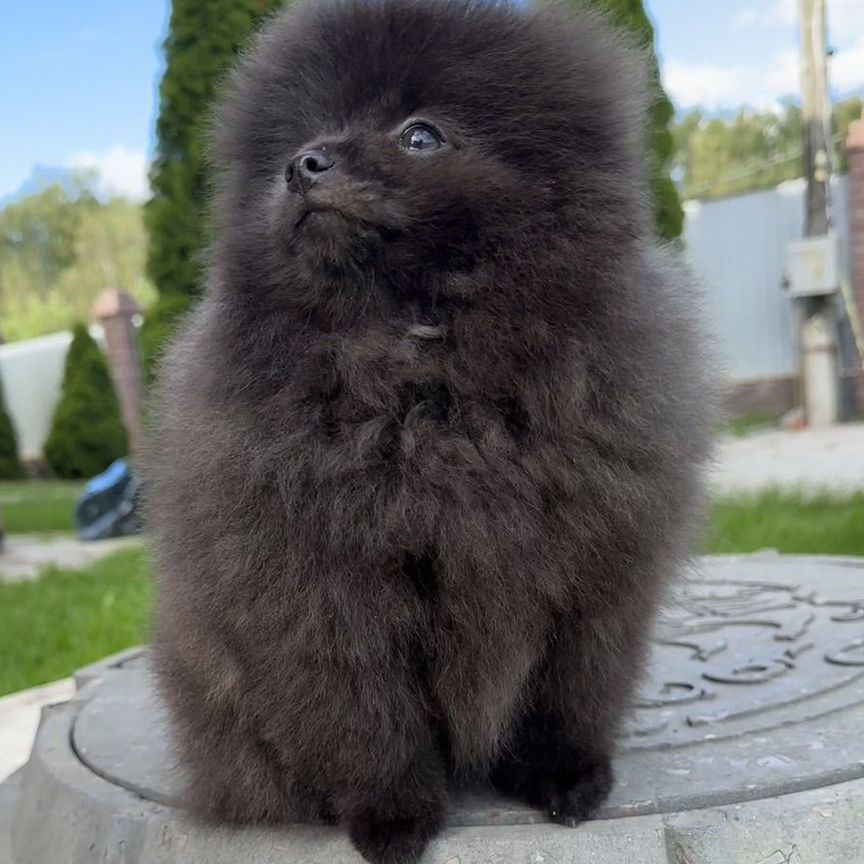 Померанский шпиц мини черный