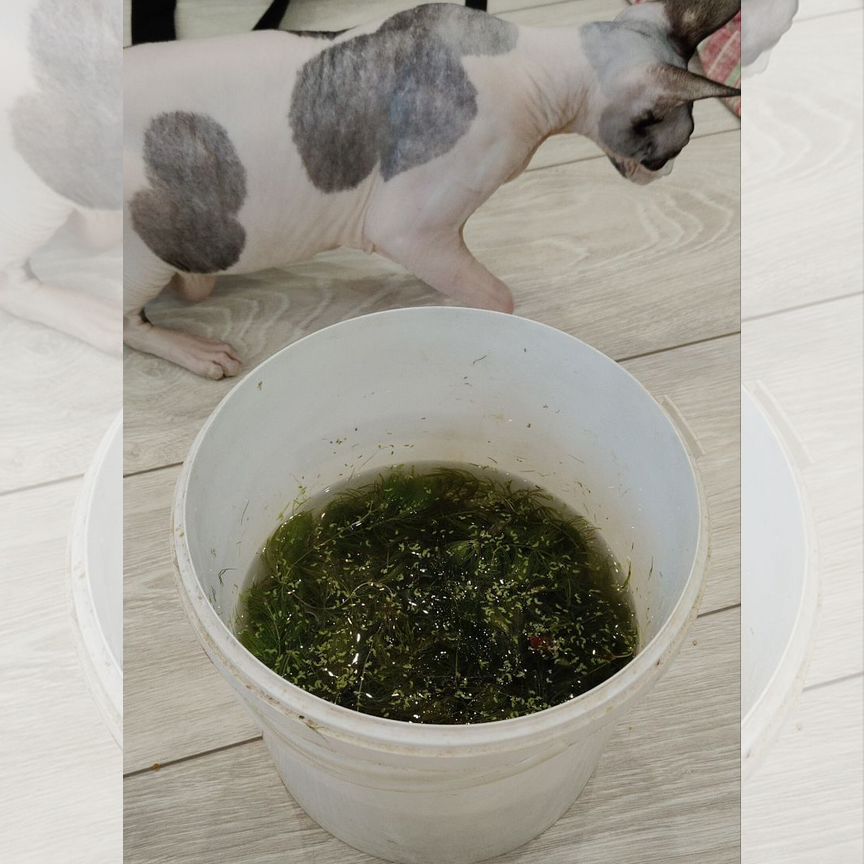 Отдам роголистник с нитчаткой