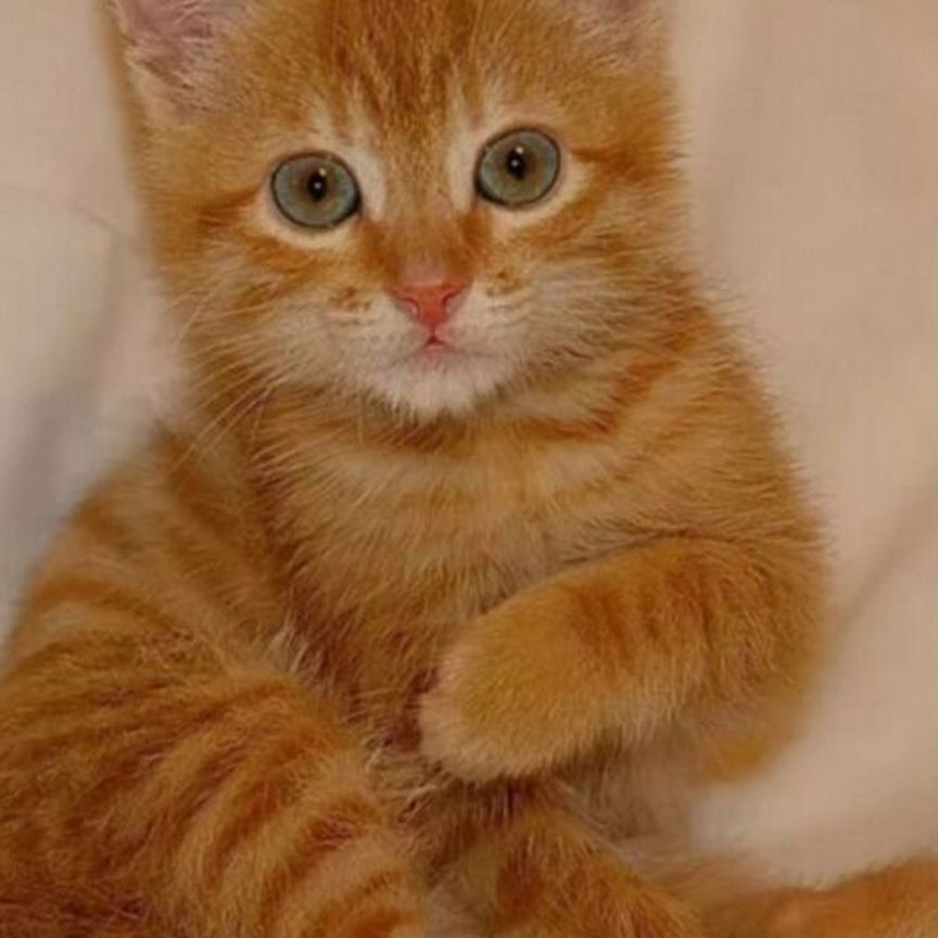 Бенгалик котёнок