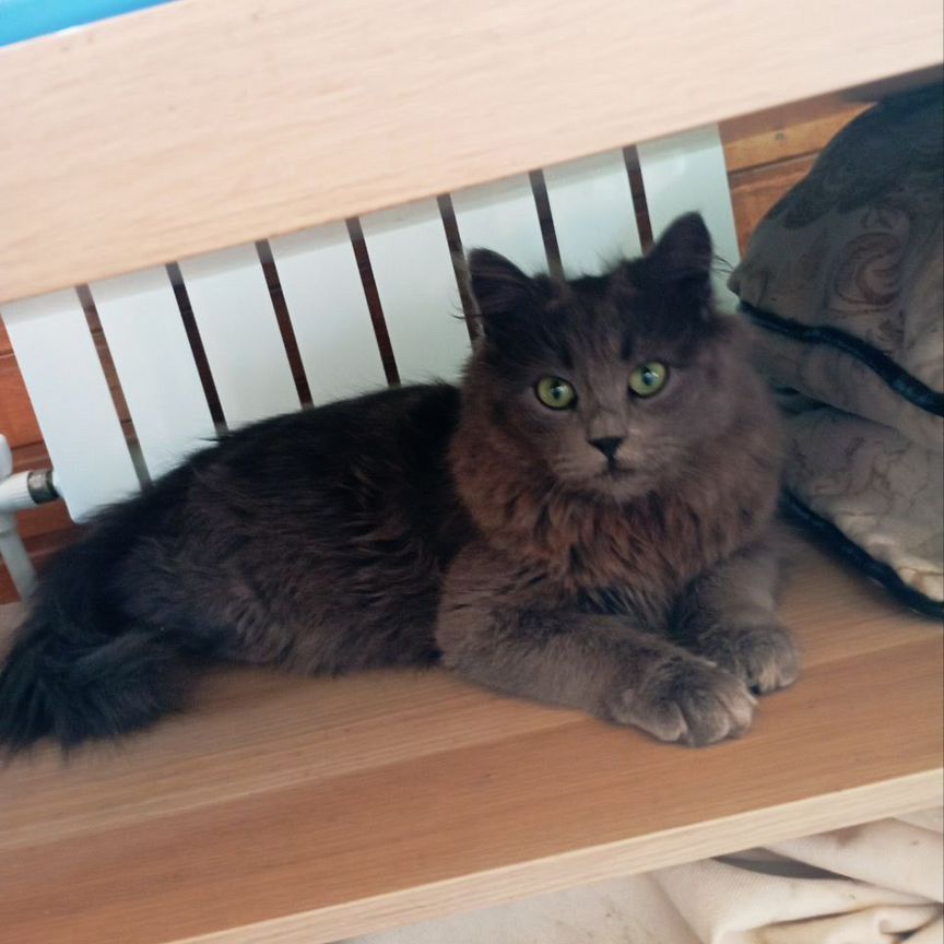 Кошка в дар