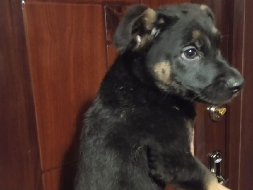 Метис немецкой овчарки