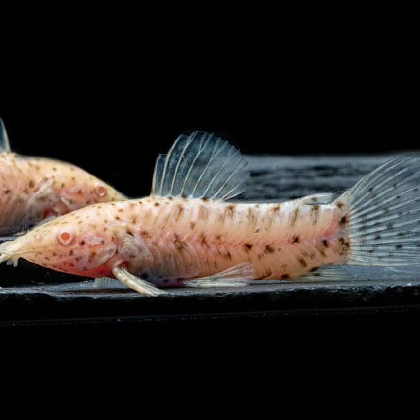 Сомики таракатумы