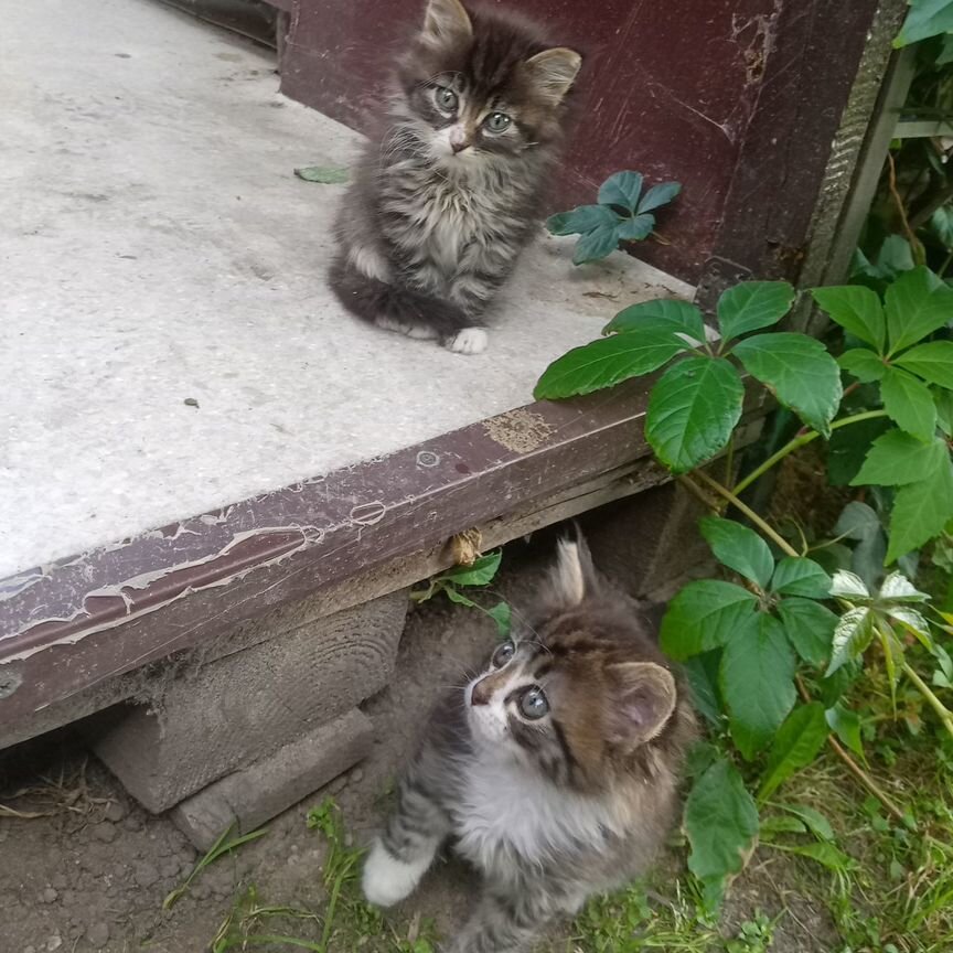 Котята в добрые руки