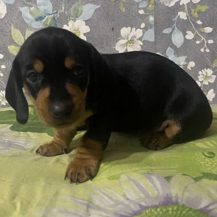 Такса, щенок