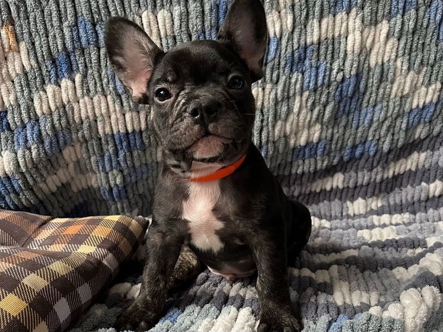 Французский бульдог мальчик