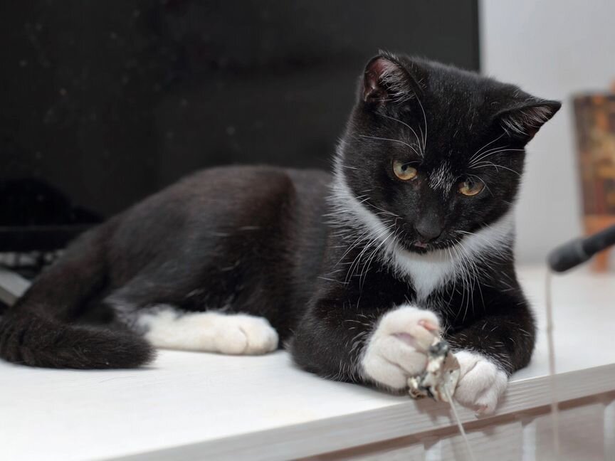 Котенок в добрые руки