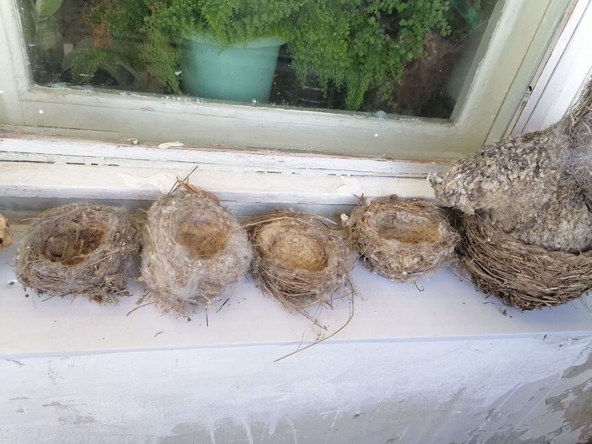 Гнездо от птиц