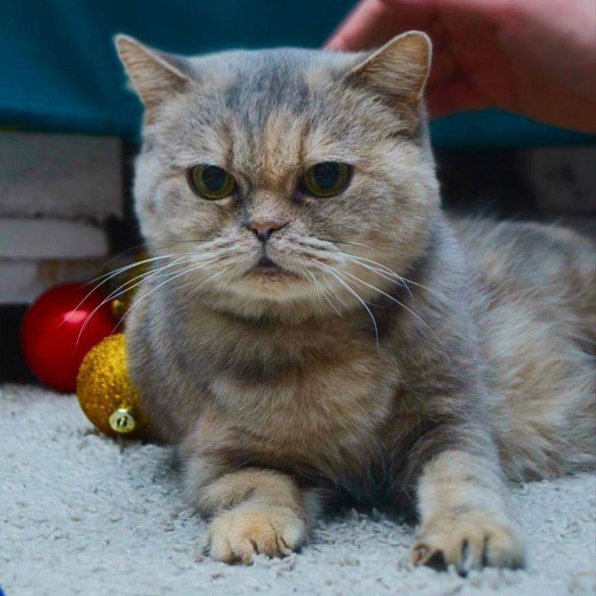 Кошечка Боня мечтает о доме