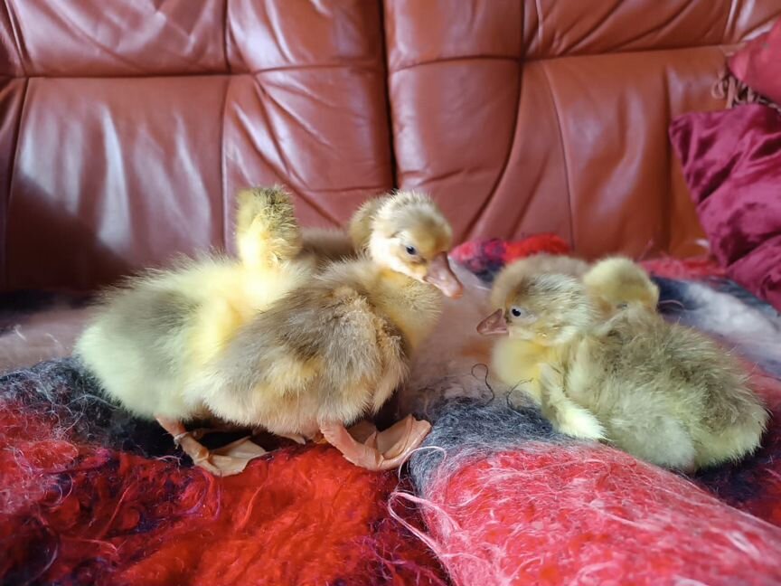 Гусята холмогоры