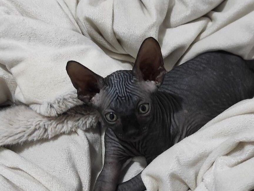 Канадский сфинкс котенок