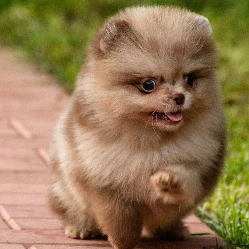 Шокомраморный Померанец