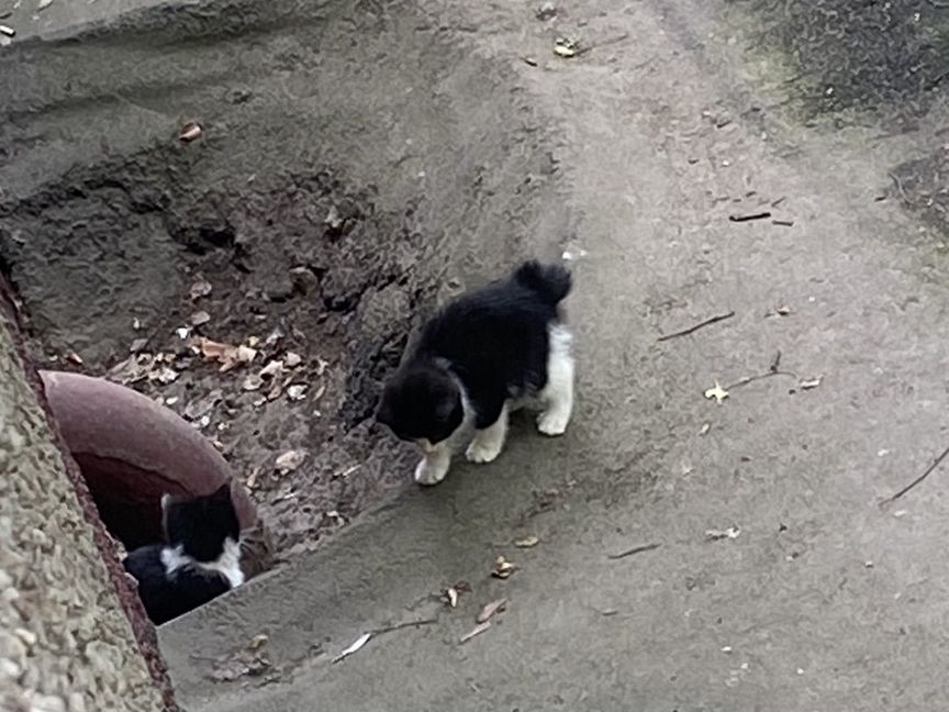 Котята в добрые руки бесплатно