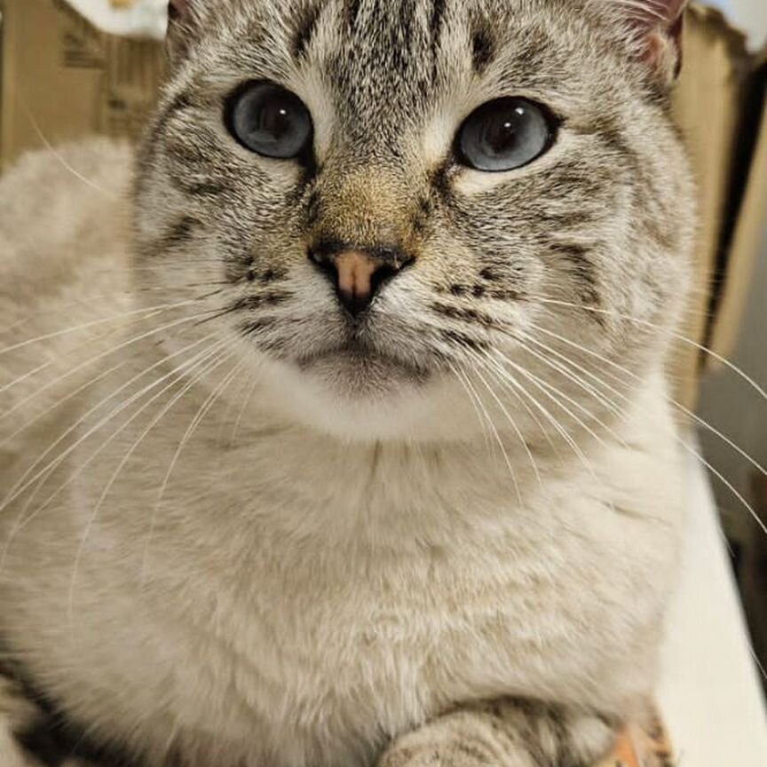 Отдам кота в добрые руки