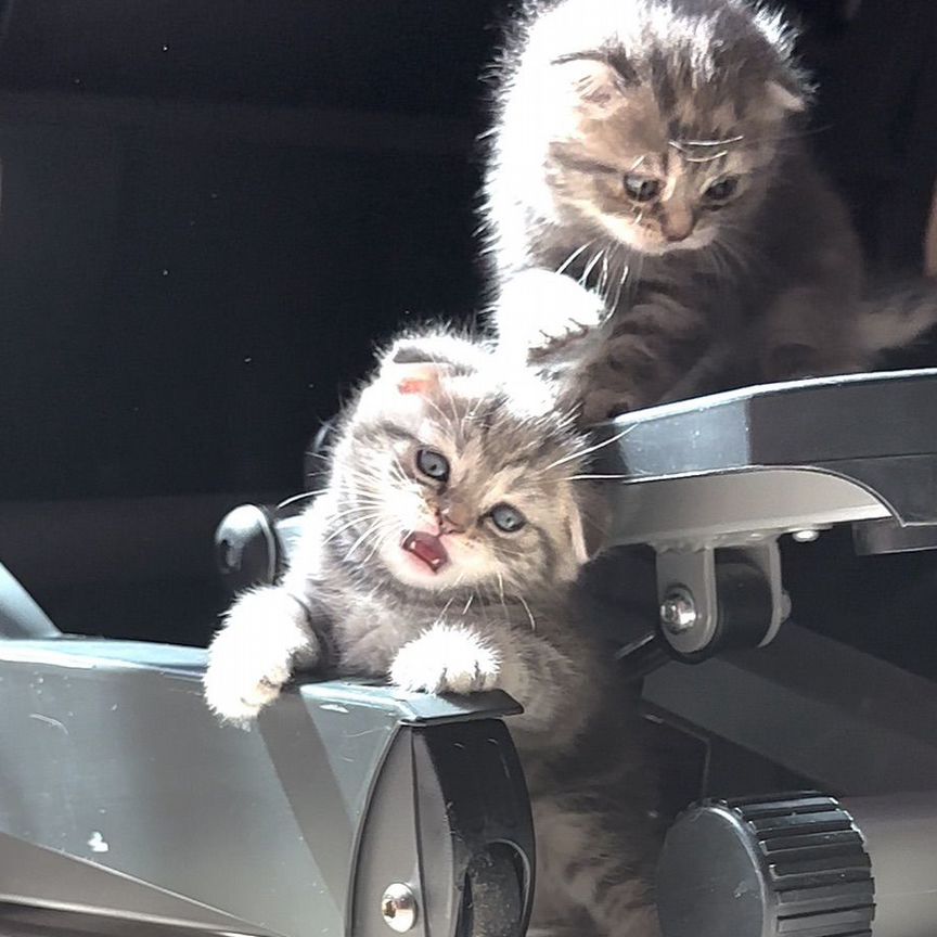 Шотландские котята чистокровные