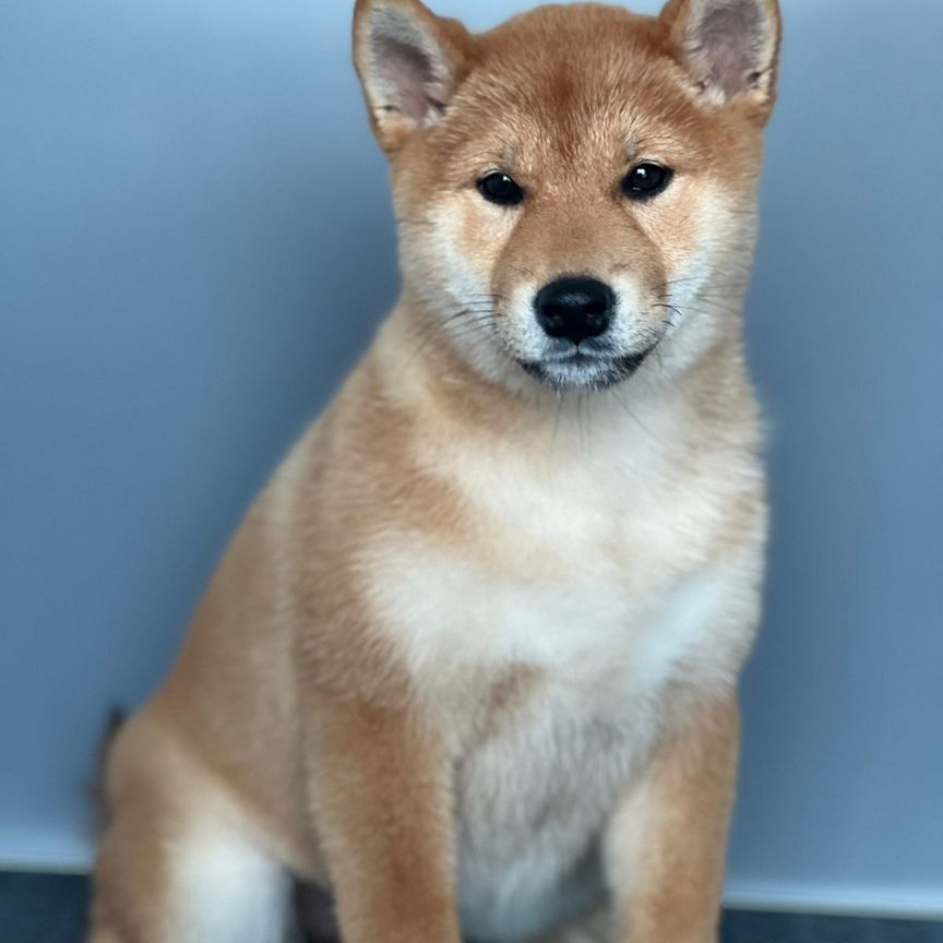 Сиба щенок