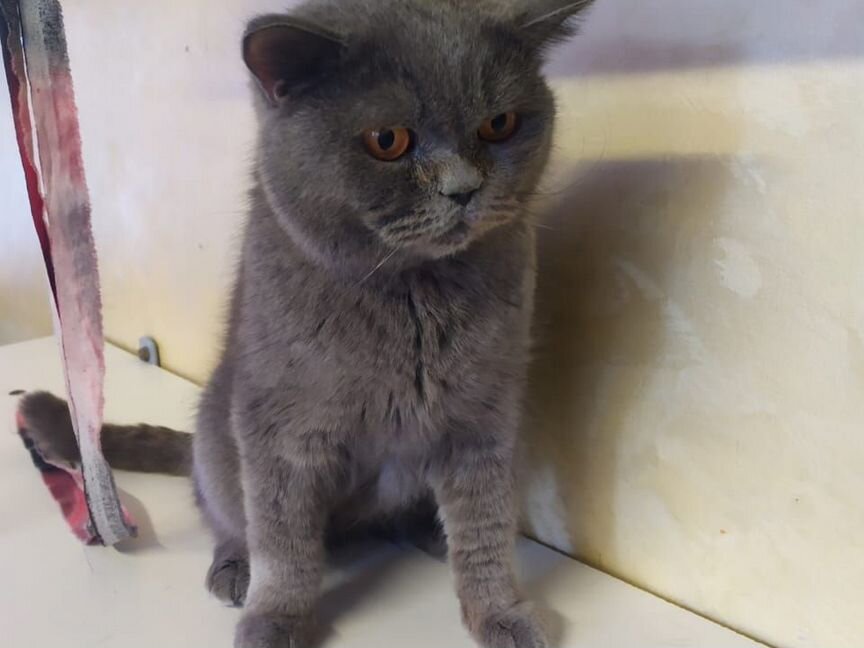 Британская кошка Персефона