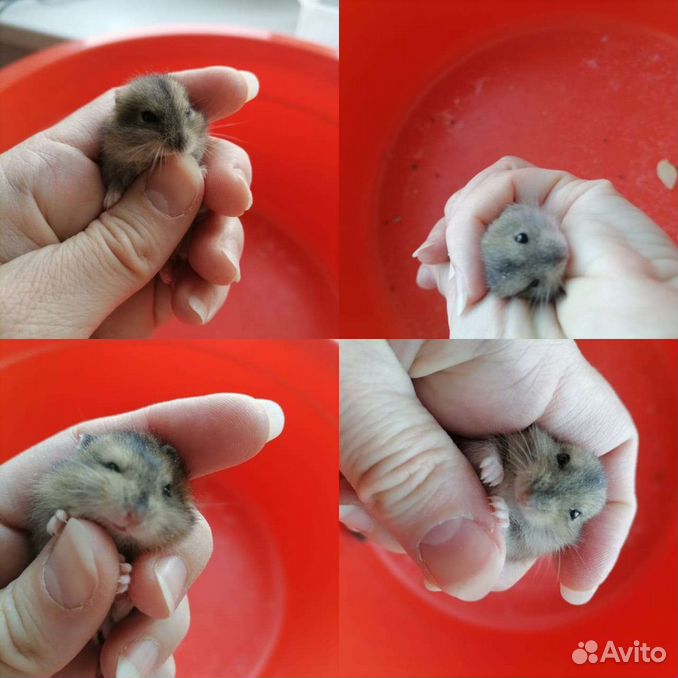 Хомяк обыкновенный