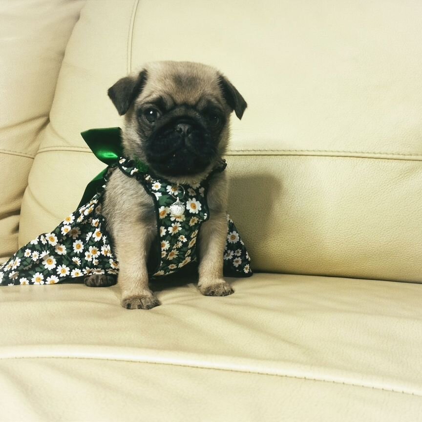 Девчушка Мопса