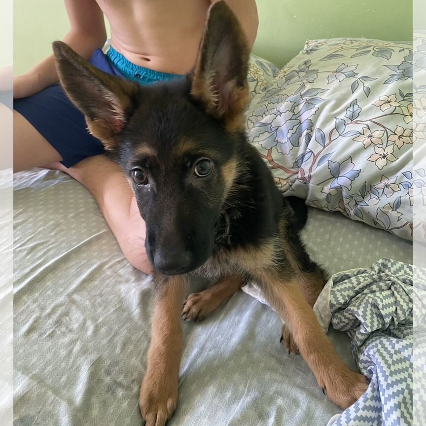 Немецкая овчарка, щенок